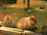 Capybara GIF - Conseguir el mejor gif en GIFER