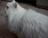 Persian GIFs - Get the best gif on GIFER