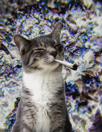 Weed GIFs - Get the best gif on GIFER