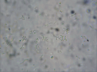 Microscopes GIFs - Get the best gif on GIFER