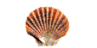 Shell GIFs - Get the best gif on GIFER