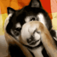Cachorro GIF - Conseguir o melhor gif em GIFER