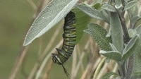 Caterpillar GIFs - Get the best gif on GIFER