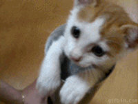 Kitten GIFs - Get the best gif on GIFER