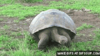 Tortoise GIFs - Get the best gif on GIFER