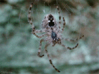 Weaving GIFs - Get the best gif on GIFER