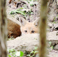 Hiding GIFs - Get the best gif on GIFER