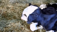 Defects GIFs - Get the best gif on GIFER