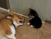 Corgis GIFs - Get the best gif on GIFER
