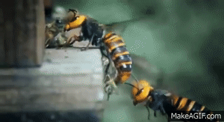 Hornets GIFs - Get the best gif on GIFER