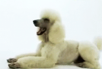 Best animated GIFs - download on GIFER. Millions of GIFs!