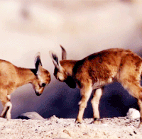 Ram GIFs - Get the best gif on GIFER