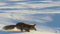 Fox GIFs - Get the best gif on GIFER