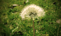 Dandelion GIFs - Get the best gif on GIFER