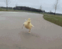 Duckie GIFs - Get the best gif on GIFER