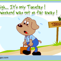 Tuesday GIFs - Get the best gif on GIFER