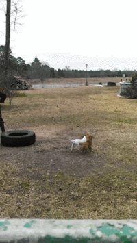 Invented GIFs - Get the best gif on GIFER