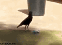 Garbage can GIF - Conseguir o melhor gif em GIFER