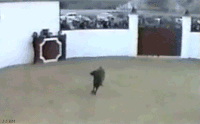 Calf GIFs - Get the best gif on GIFER