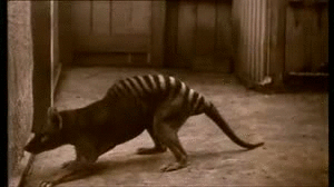 Extinct GIFs - Obtenez le meilleur gif sur GIFER