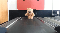 Treadmill GIFs - Get the best gif on GIFER