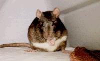 Rats GIFs - Get the best gif on GIFER