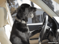 Joyriding GIFs - Get the best gif on GIFER