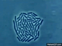 Bacteria GIFs - Get the best gif on GIFER