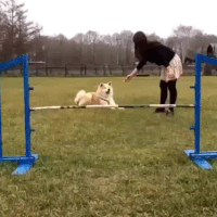 Agility GIFs - Get the best gif on GIFER