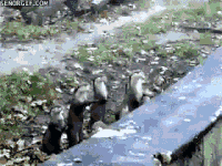 Mercat GIFs - Get the best gif on GIFER
