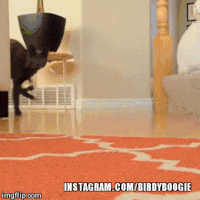 Stumble GIFs - Get the best gif on GIFER