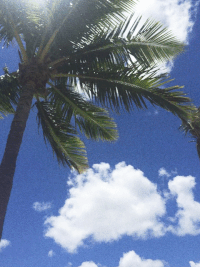Hawai GIFs - Get the best gif on GIFER