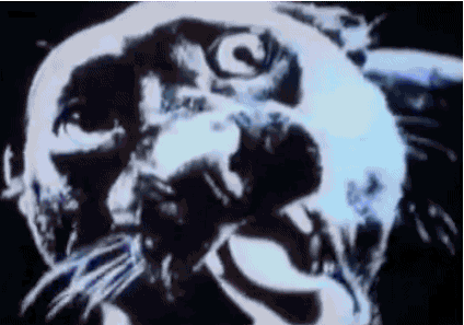 Manimal GIF - Conseguir el mejor gif en GIFER