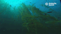 Seaweed GIFs - Get the best gif on GIFER