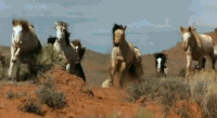 Galloping GIFs - Get the best gif on GIFER
