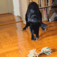 Dozen GIFs - Get the best gif on GIFER