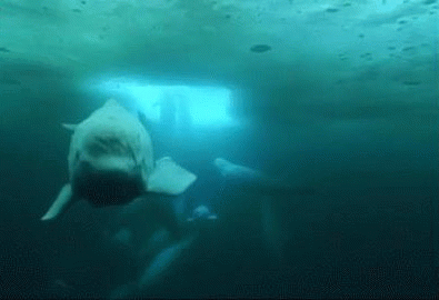 Cetacean GIFs - Get the best gif on GIFER