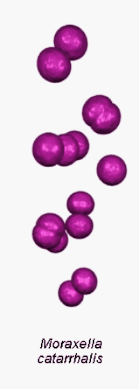 Bacteria GIFs - Get the best gif on GIFER