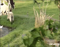 Countryside GIFs - Get the best gif on GIFER
