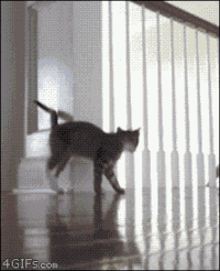 Startled GIFs - Get the best gif on GIFER