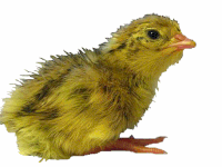 Pollito GIFs - Get the best gif on GIFER