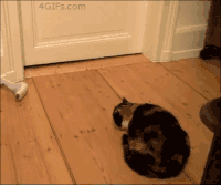 Startled GIFs - Get the best gif on GIFER