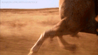 Galloping GIFs - Get the best gif on GIFER
