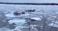 Caribou GIFs - Get the best gif on GIFER