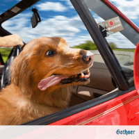 Hund GIFs - Get the best gif on GIFER