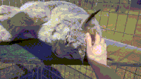 Lynx GIFs - Get the best gif on GIFER