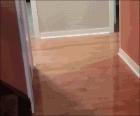 Stabilize GIFs - Get the best gif on GIFER