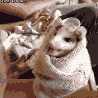 Possum GIFs - Get the best gif on GIFER