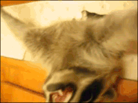 Mapache GIFs - Get the best gif on GIFER