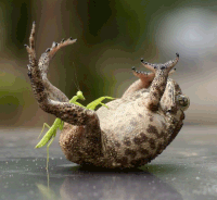 Toad GIFs - Get the best gif on GIFER